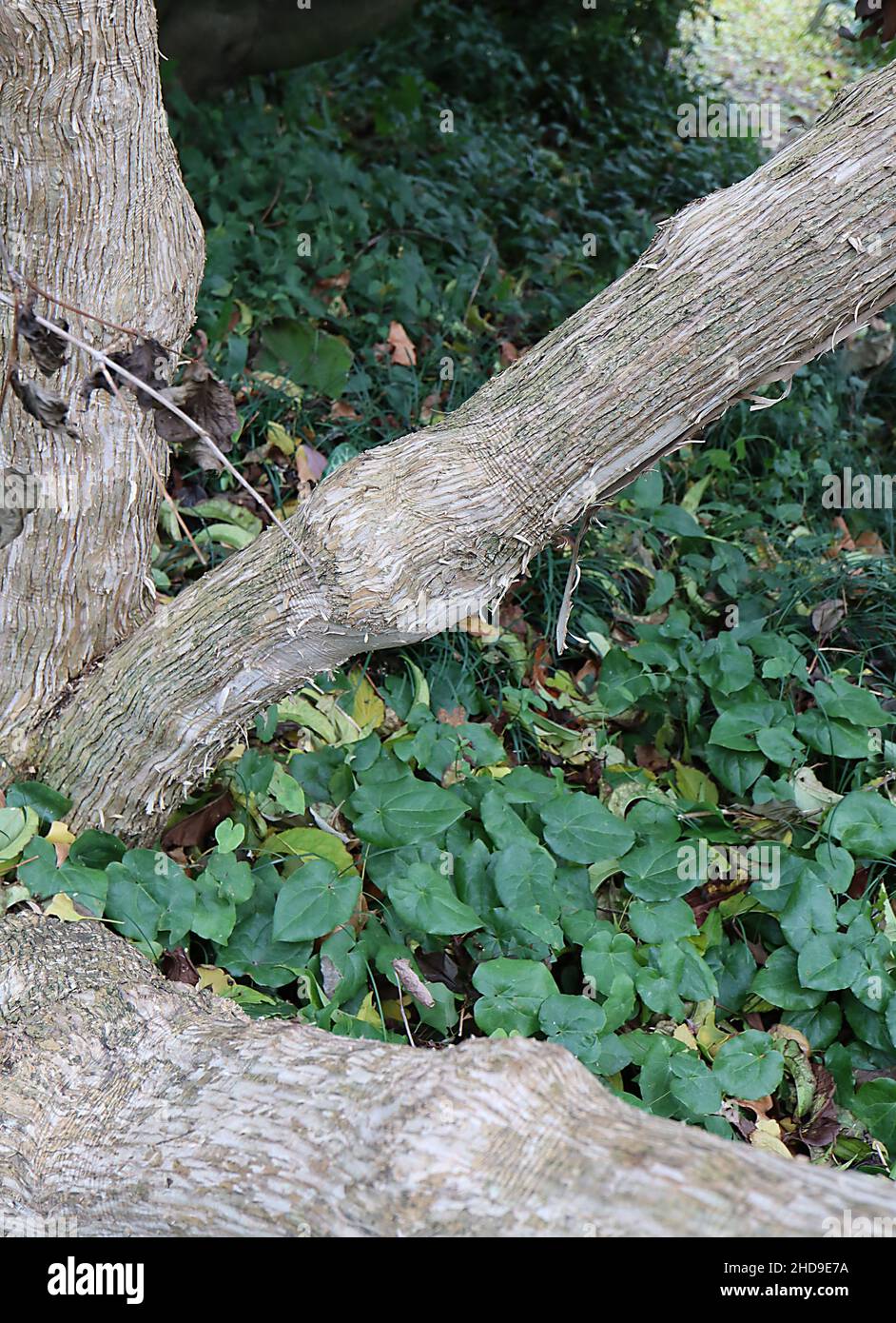 Seven tree hi-res stock photography and images - Alamy