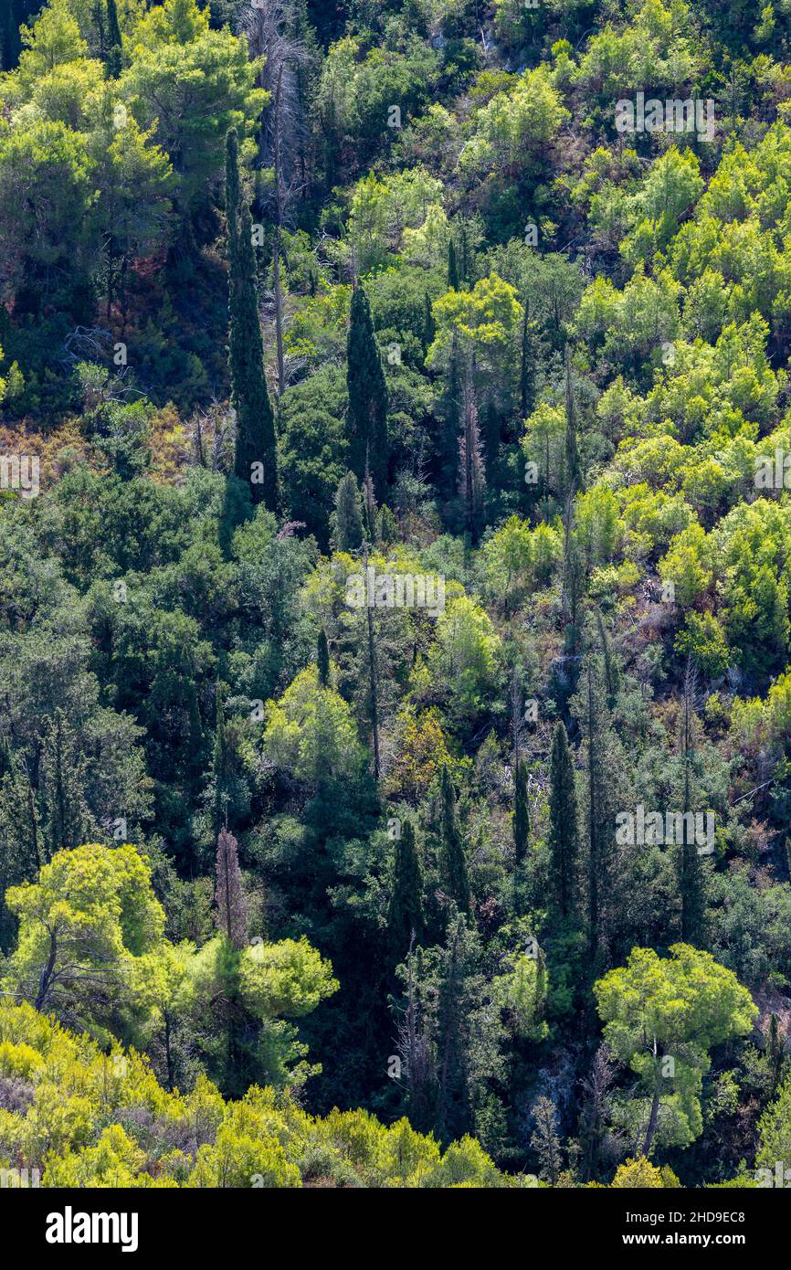 green coniferous forest on the greek island of zante zakynthos greece ...