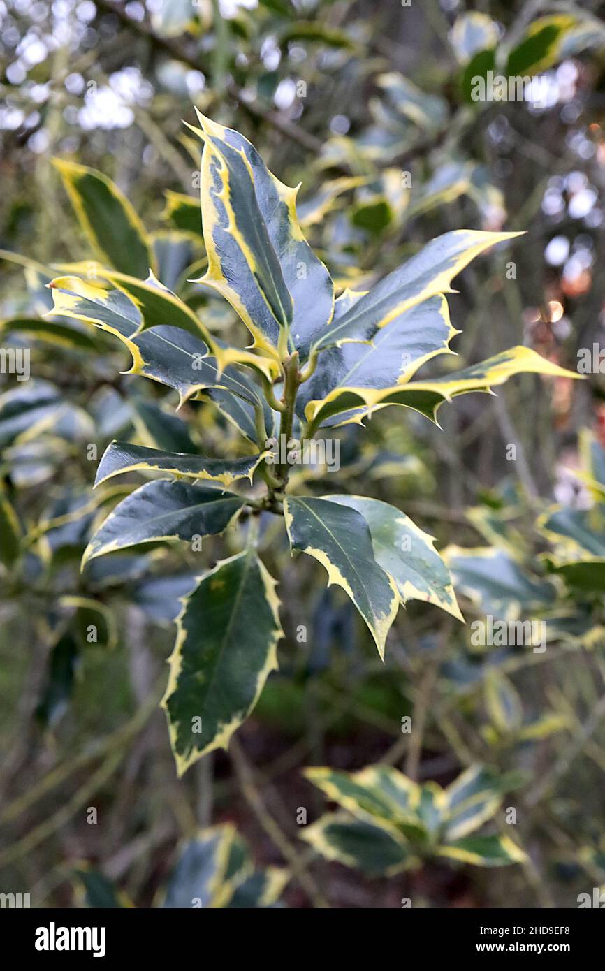 Ilex aquifolium ‘Aurifodina’ holly Aurifodina – glossy dark green ...