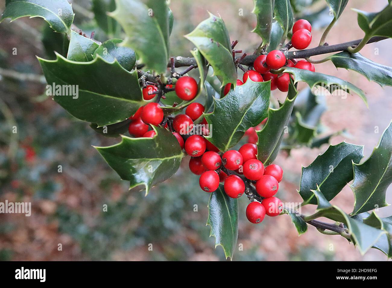 Ilex aquifolium cookii hi-res stock photography and images - Alamy
