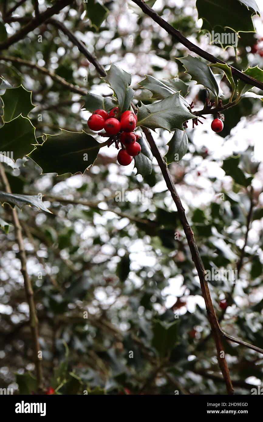 Ilex aquifolium ‘Cookii’ holly Cookii – glossy round red berries and ...