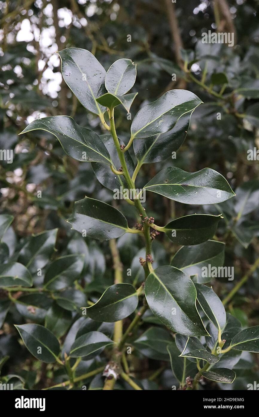 Ilex aquifolium integrifolia hi-res stock photography and images - Alamy