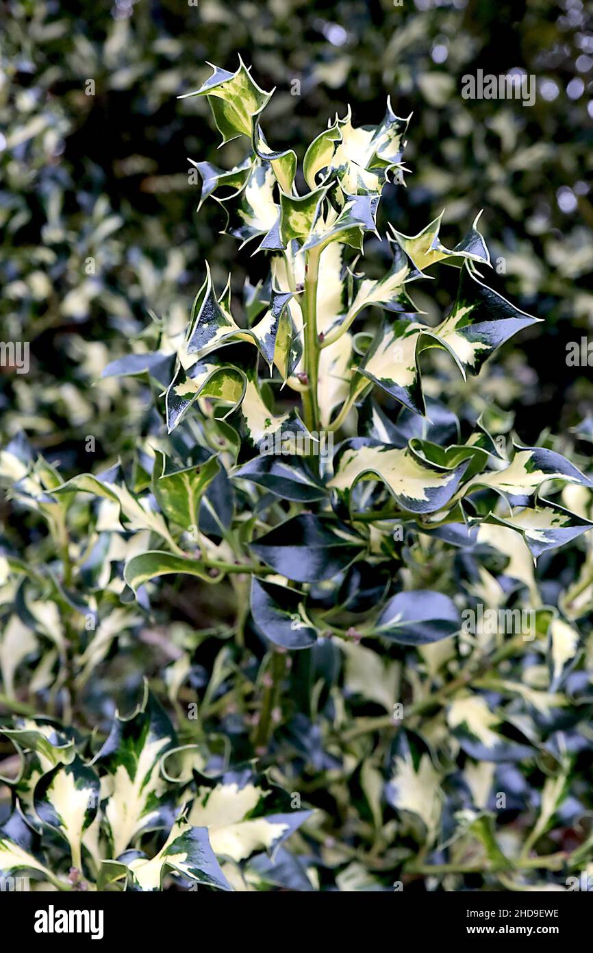 Variegated holly ilex aquifolium hi-res stock photography and images ...