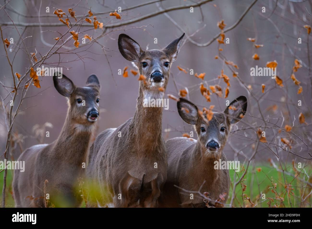 Whitetail deer in Eastern Connecticut, United States Stock Photo - Alamy