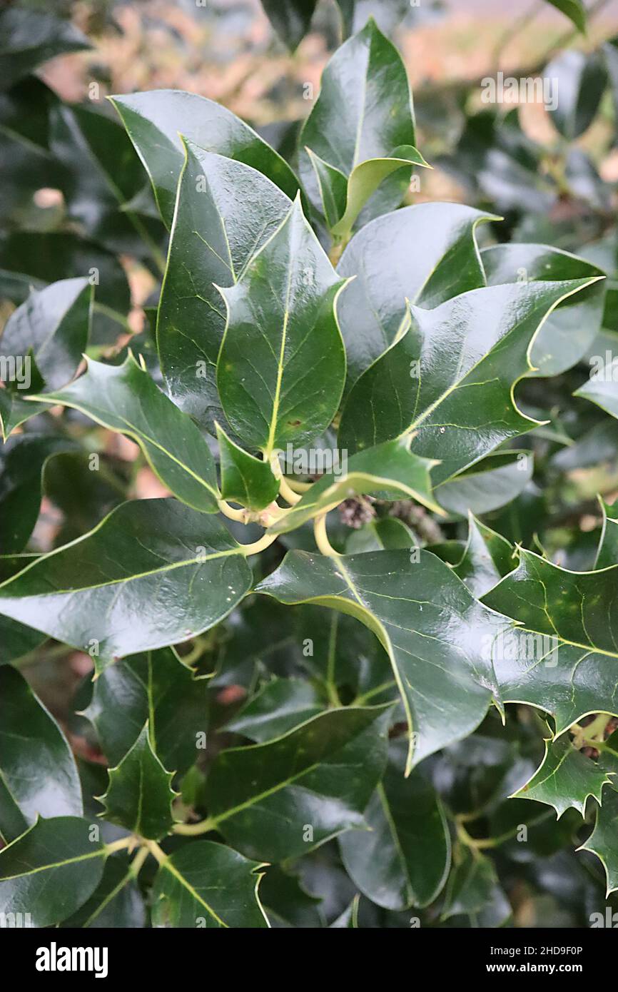 Ilex aquifolium ‘Wateriana Compacta’ holly Wateriana Compacta – glossy ...