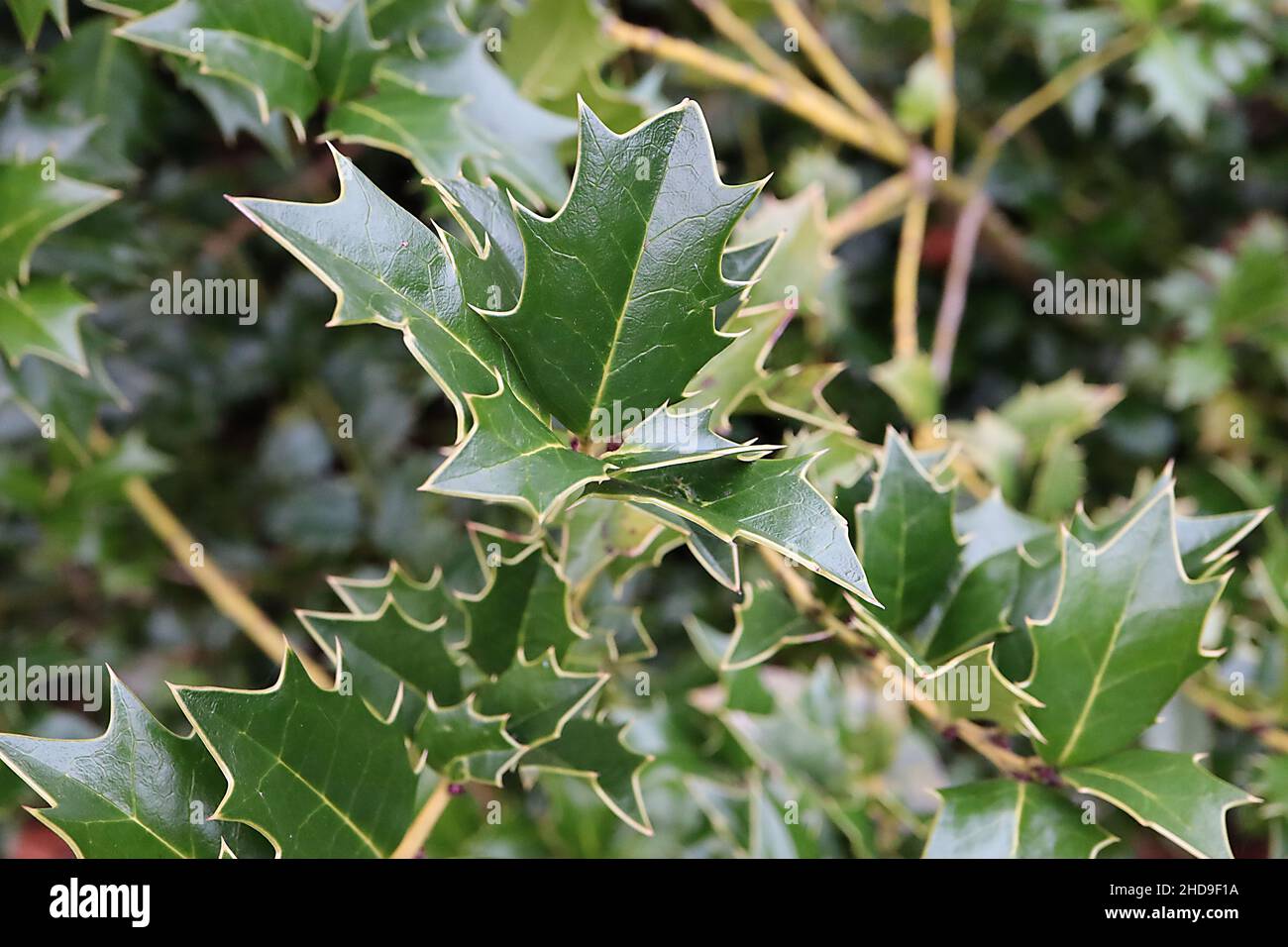 Ilex colchica Black Sea holly – glossy mid green leaves with yellow ...