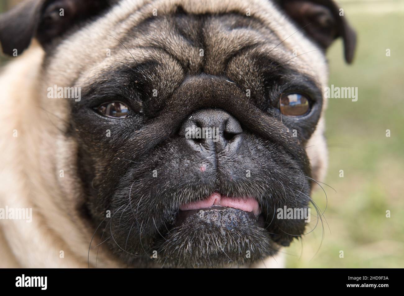 Closeup shot of a face of a cute pug dog with big eyes and a sad facial ...