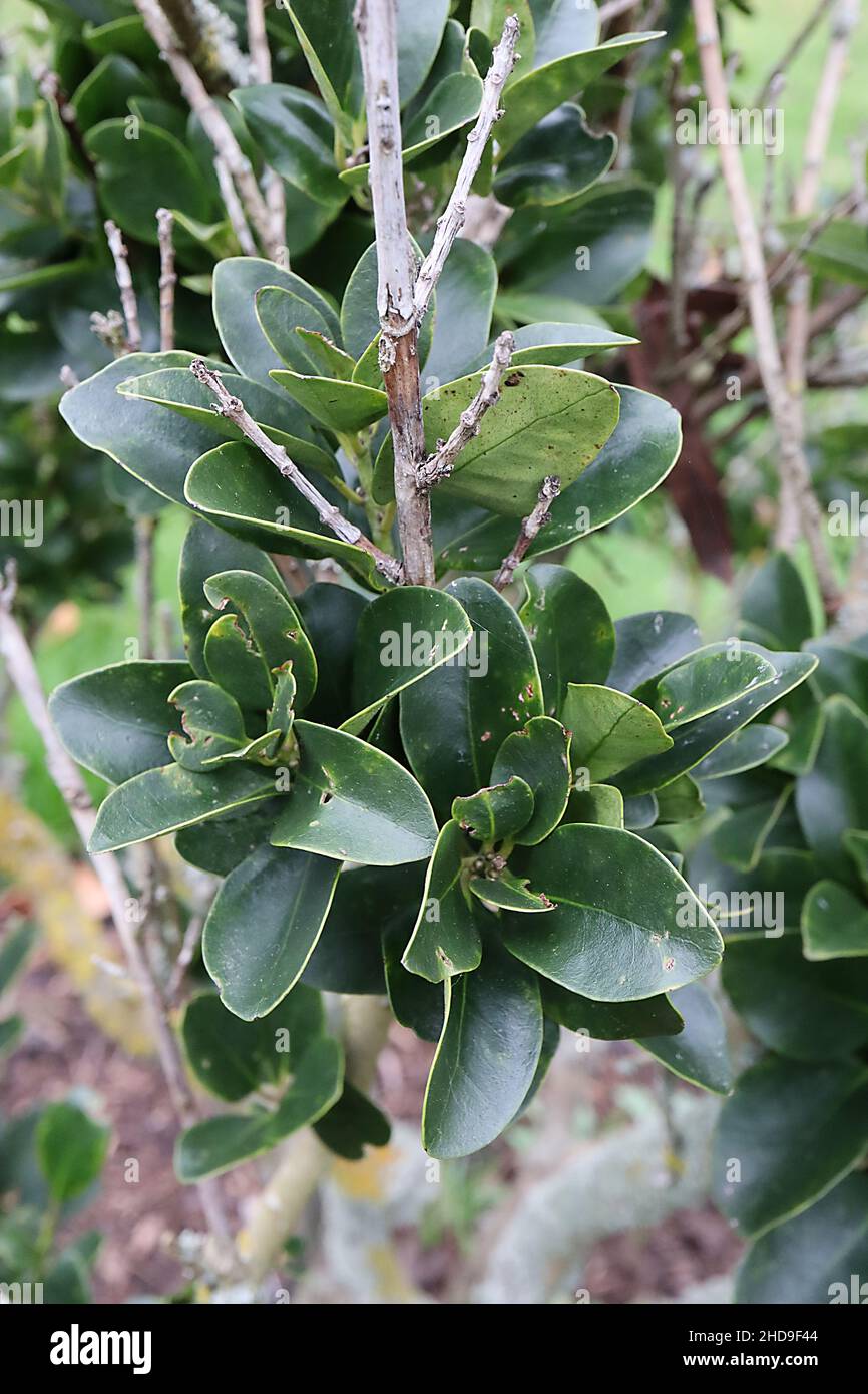 Ilex integra elegance female holly – dense shrub with glossy dark green ...