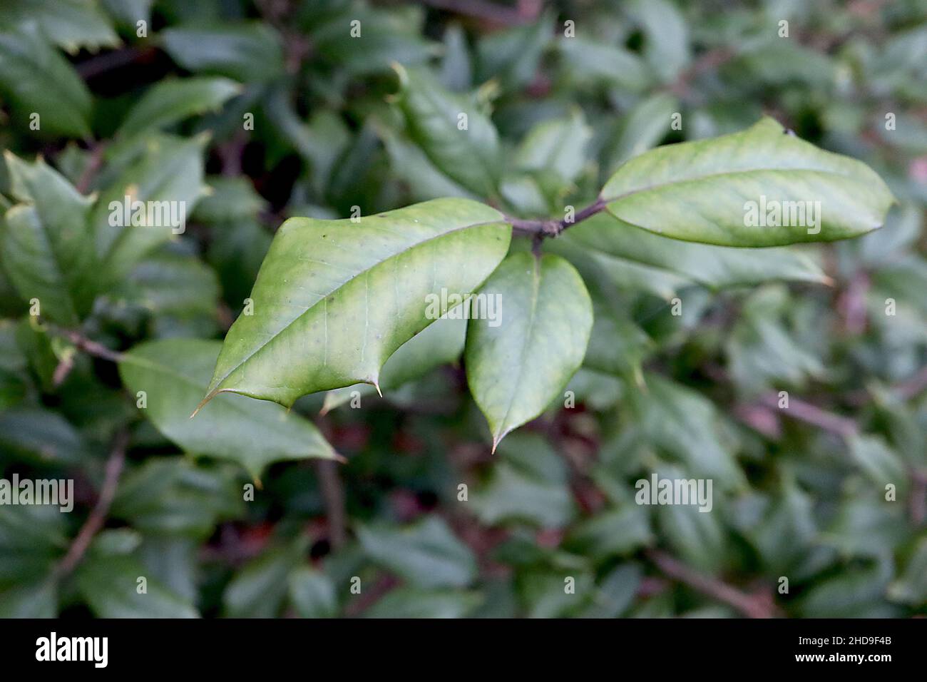 Ilex opaca American holly – matt mid green leaves with spiny margins ...