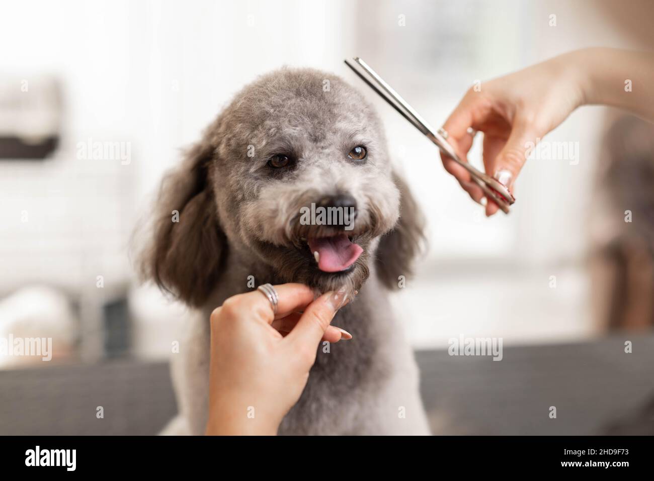 Pretty, blonde dog groomer lady trims purebred poodle puppy Stock Photo ...