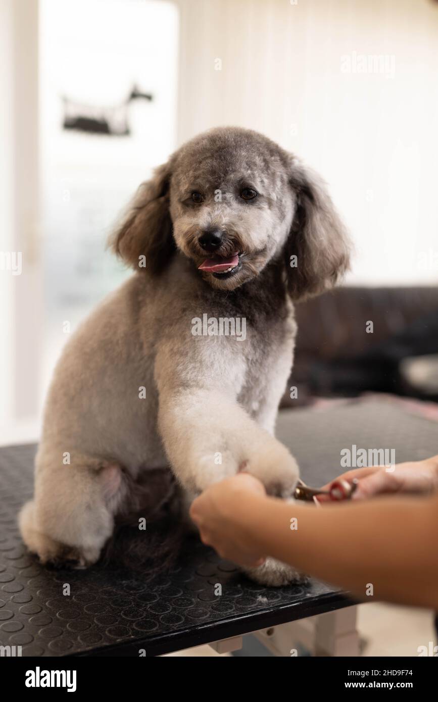 Pretty, blonde dog groomer lady trims purebred poodle puppy Stock Photo ...