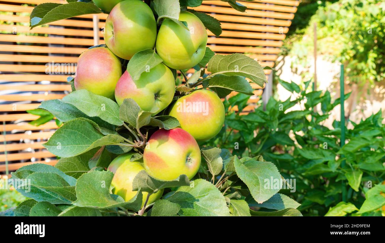 Lots of apples on a columnar apple tree close-up against the backdrop ...