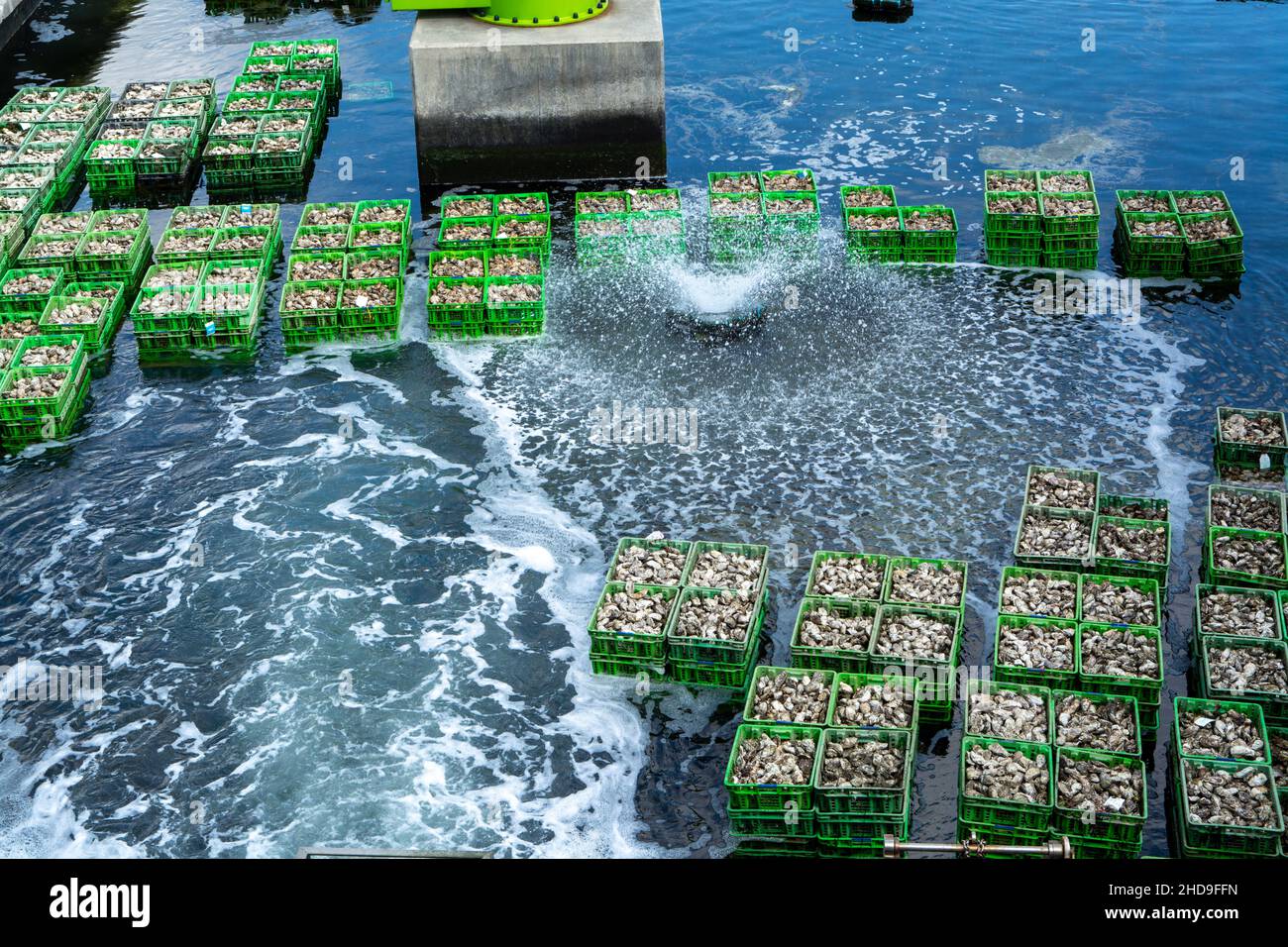 Oysters growing systems, keeping oysters in concrete oyster pits, where ...