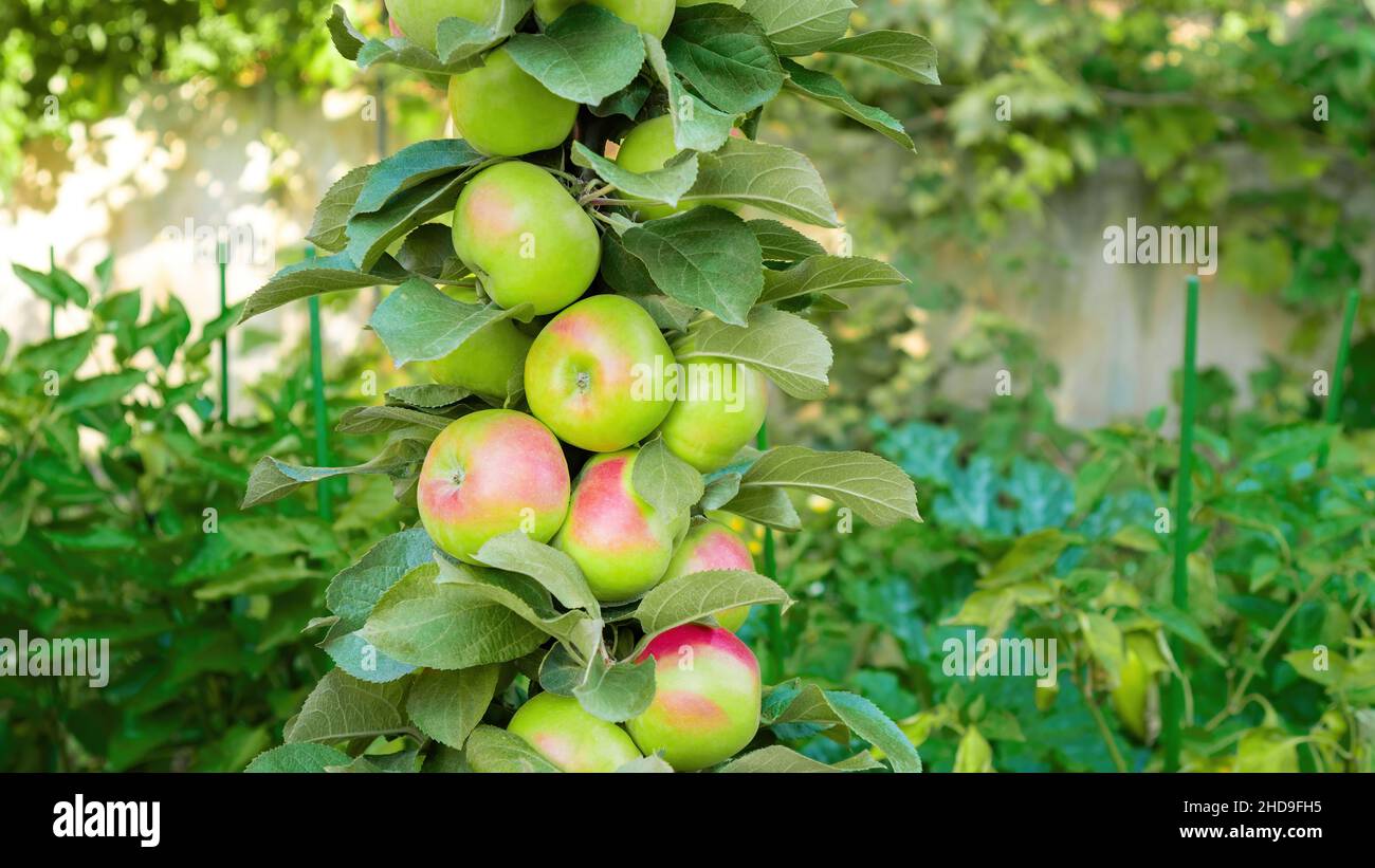 Columnar apple tree with fruits close-up against the background of ...