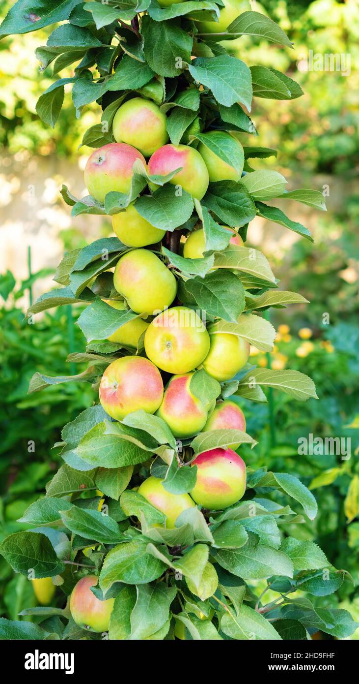 Columnar apple tree in the orchard. Plenty of ripe apples on one trunk ...