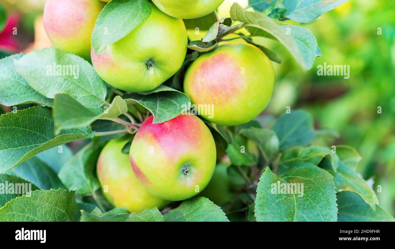 Apples on a columnar apple tree close-up. Columnar apple tree against ...