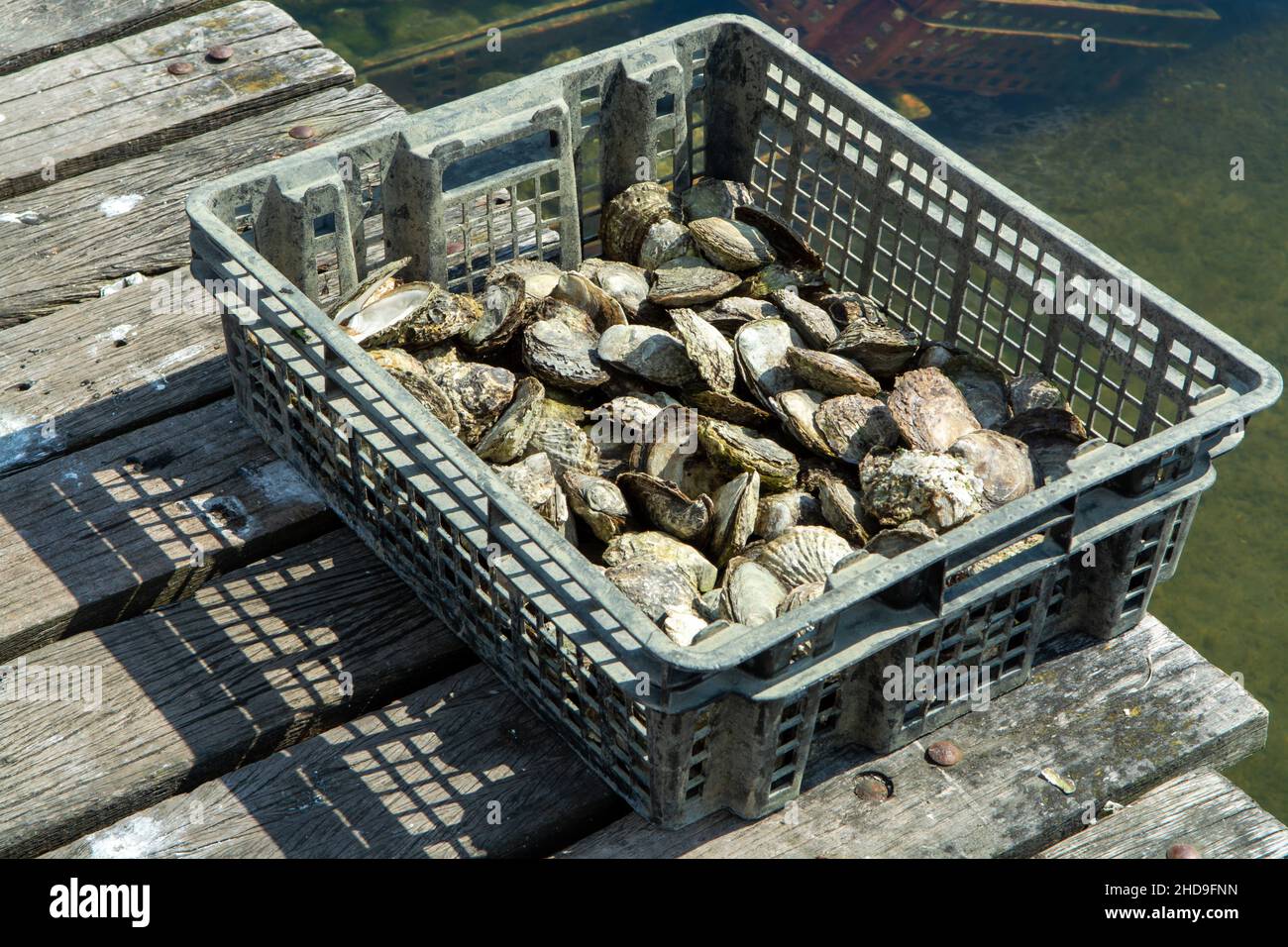 Oysters growing systems, keeping oysters in concrete oyster pits, where ...