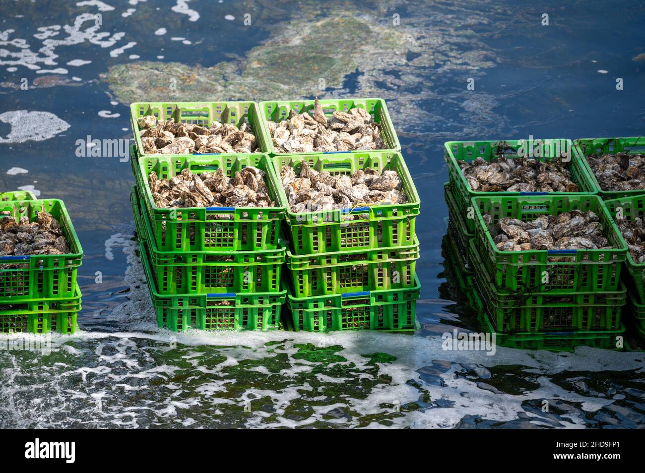Oysters growing systems, keeping oysters in concrete oyster pits, where ...