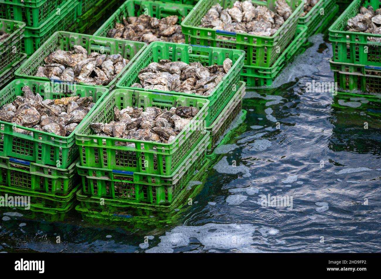 Oysters growing systems, keeping oysters in concrete oyster pits, where ...