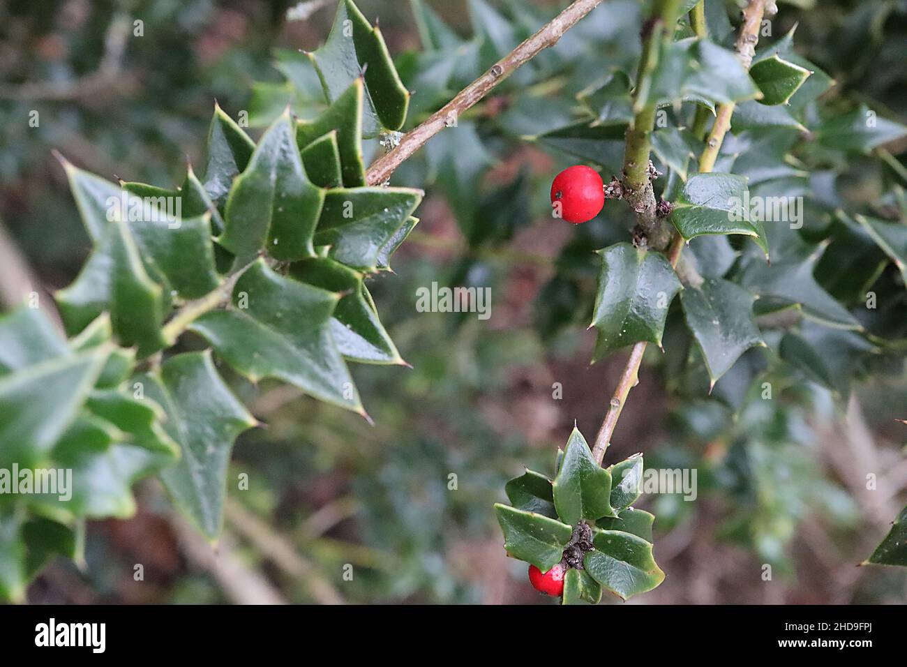 Ilex pernyi Perny’s holly – singular red berry and small mid green ...