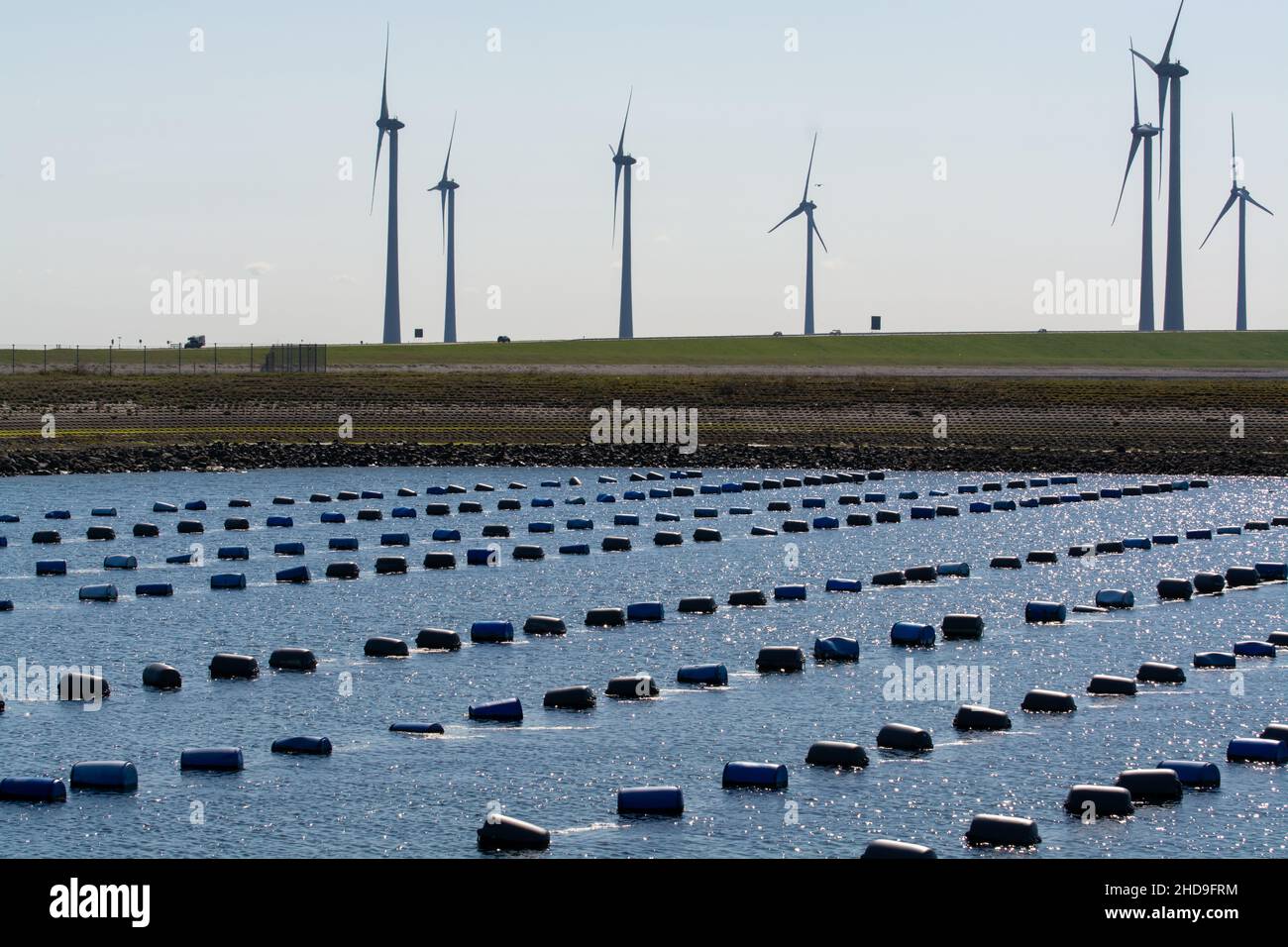 Netherlands, Bruinisse, Mussels farming in Oosterschelde or Grevelingen ...