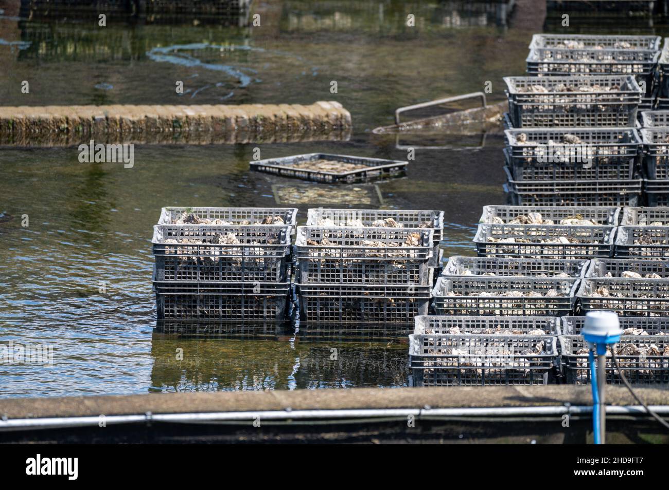 Oysters growing systems, keeping oysters in concrete oyster pits, where ...
