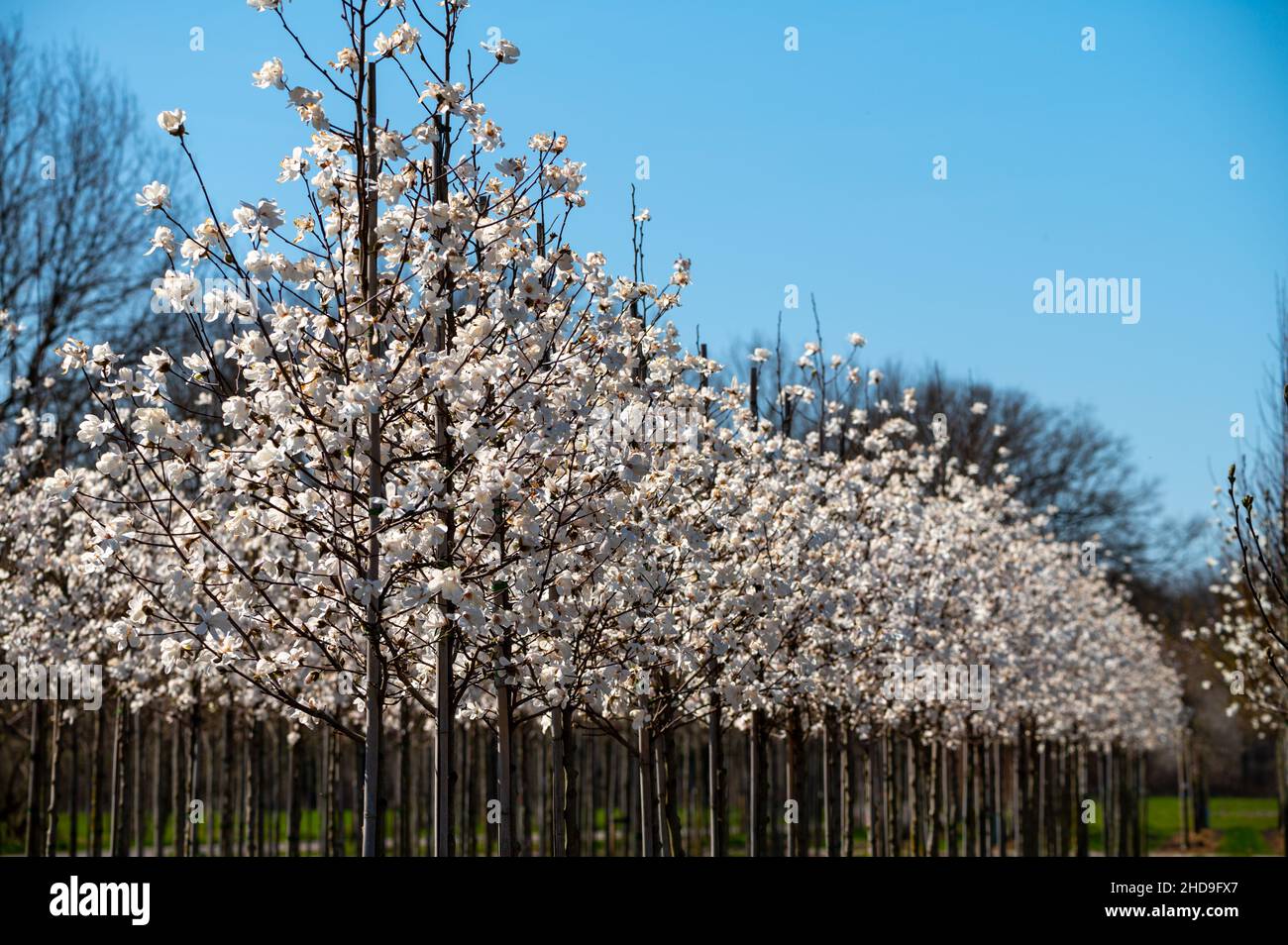 Young white magnolia trees in blossom growing on plantation on tree ...