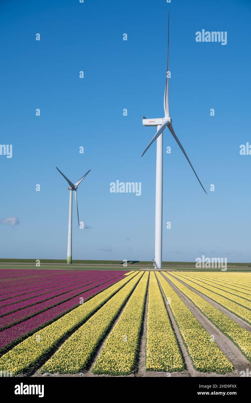 Tulips bulbs production in Netherlands, colorful spring fields with ...