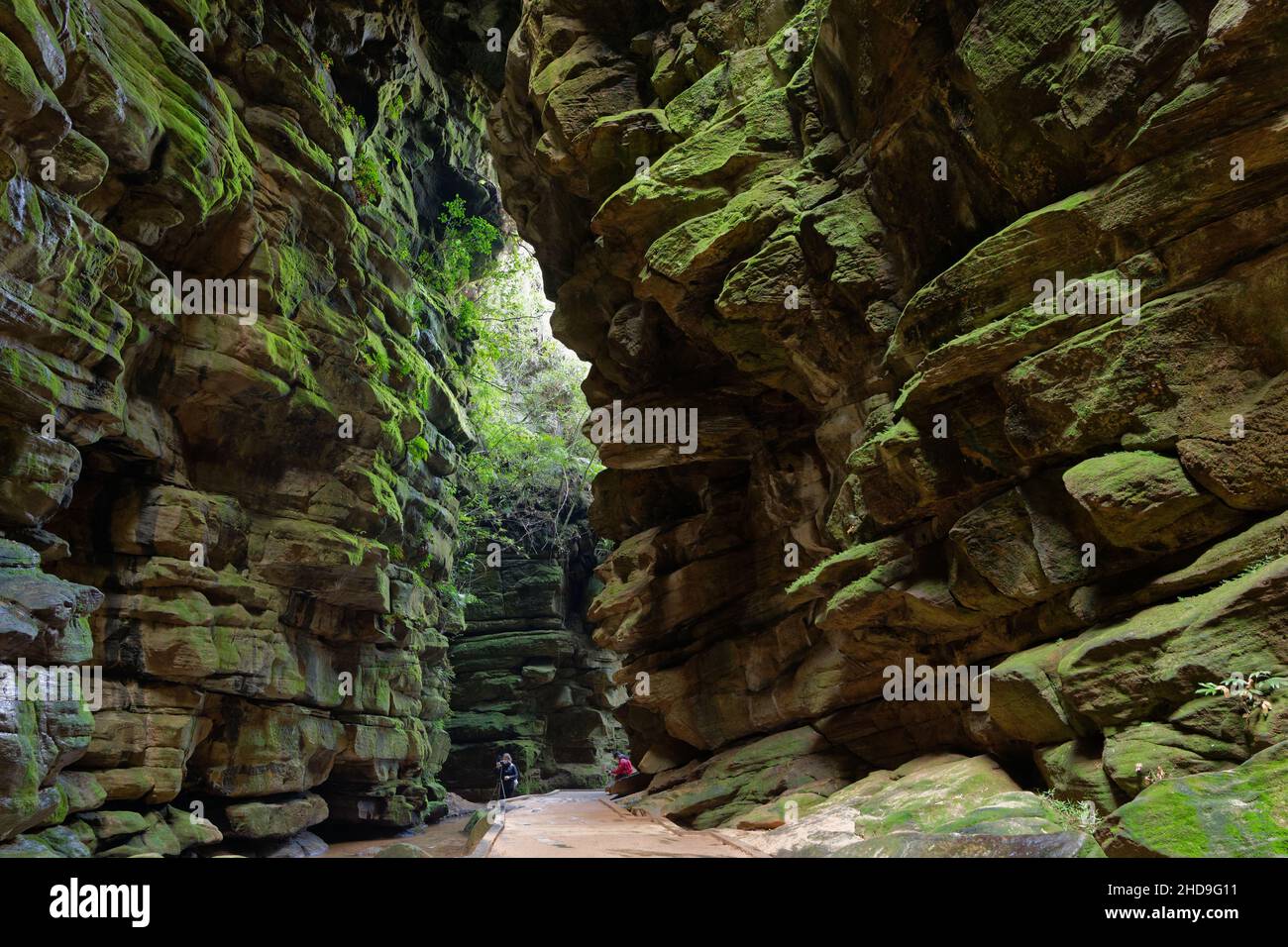 Low angle shot of a path going through the mossy rocky chasm in ...