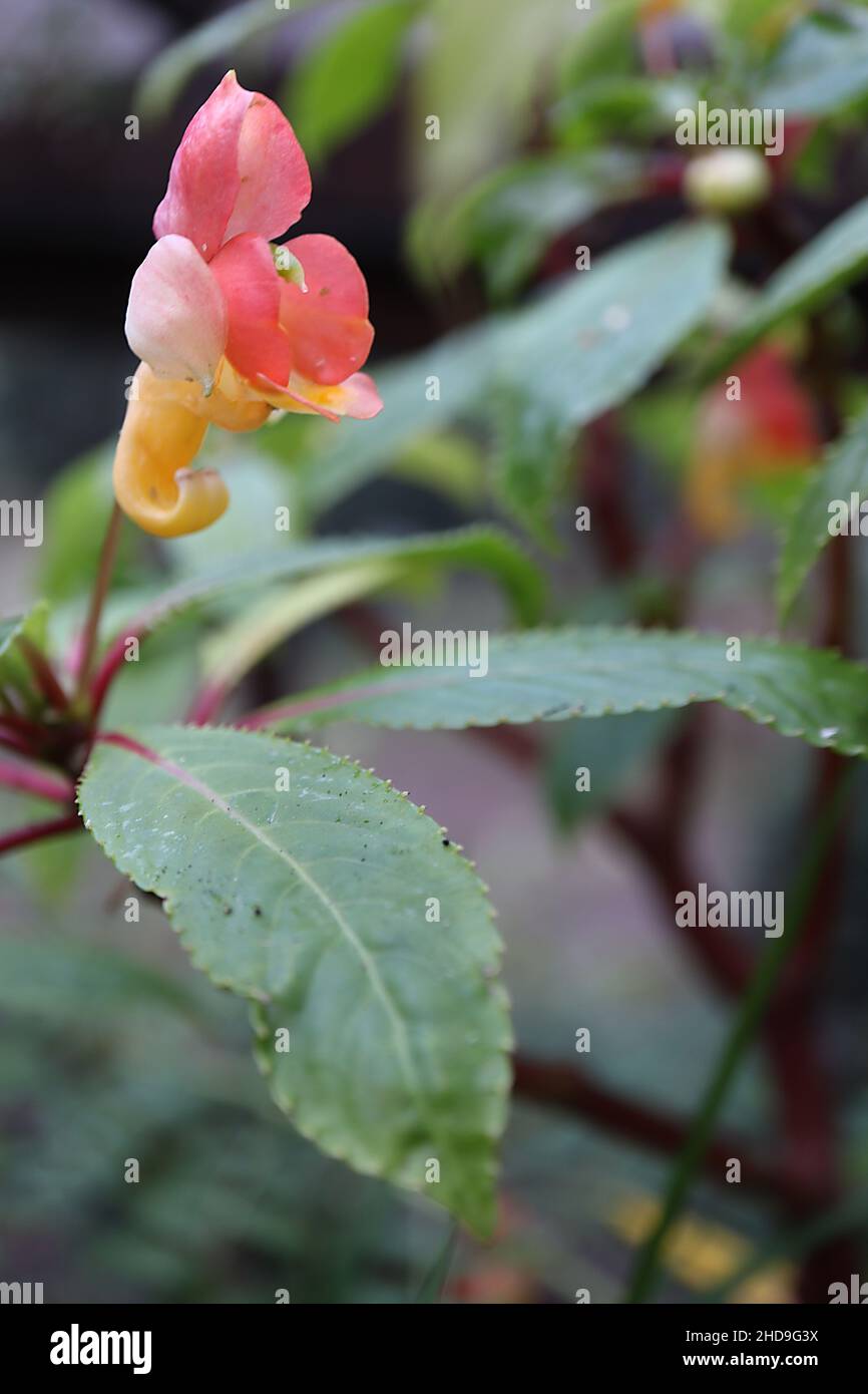 Yellow bilabiate flowers hi-res stock photography and images - Alamy