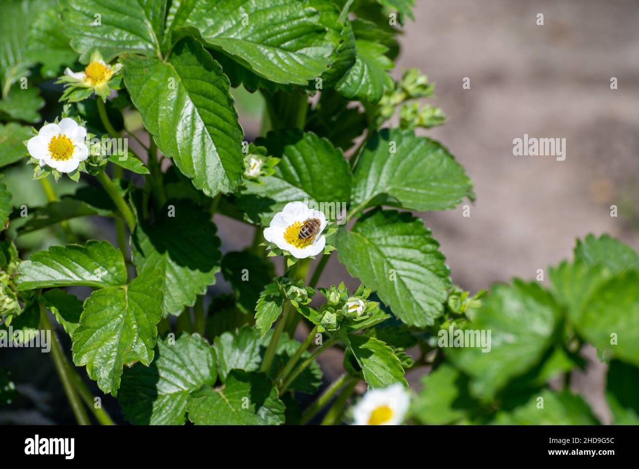 Plantations of young strawberry plants in blossom growing outdoor on ...