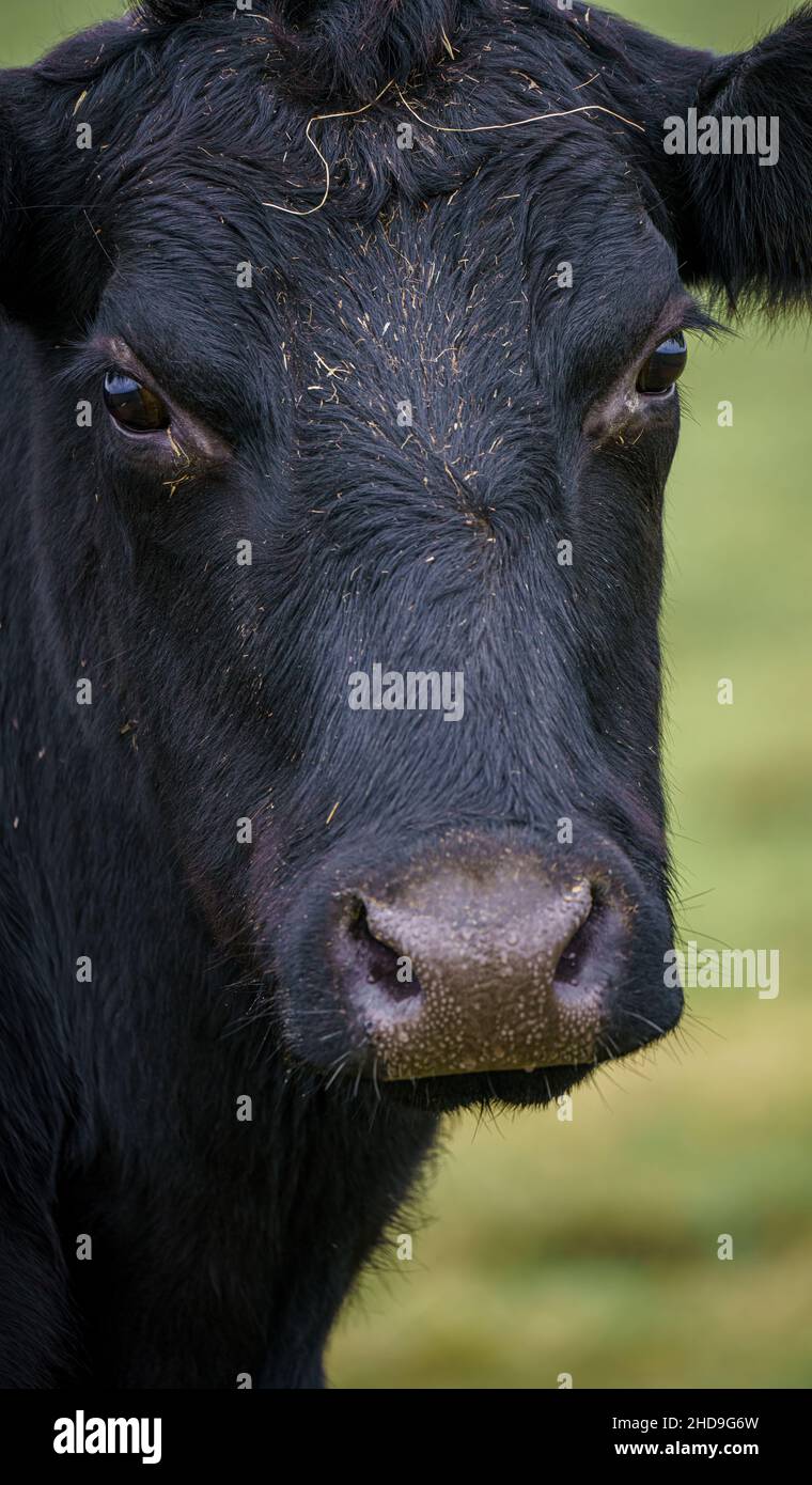 close up of a black dairy cow, face and head bust Stock Photo - Alamy
