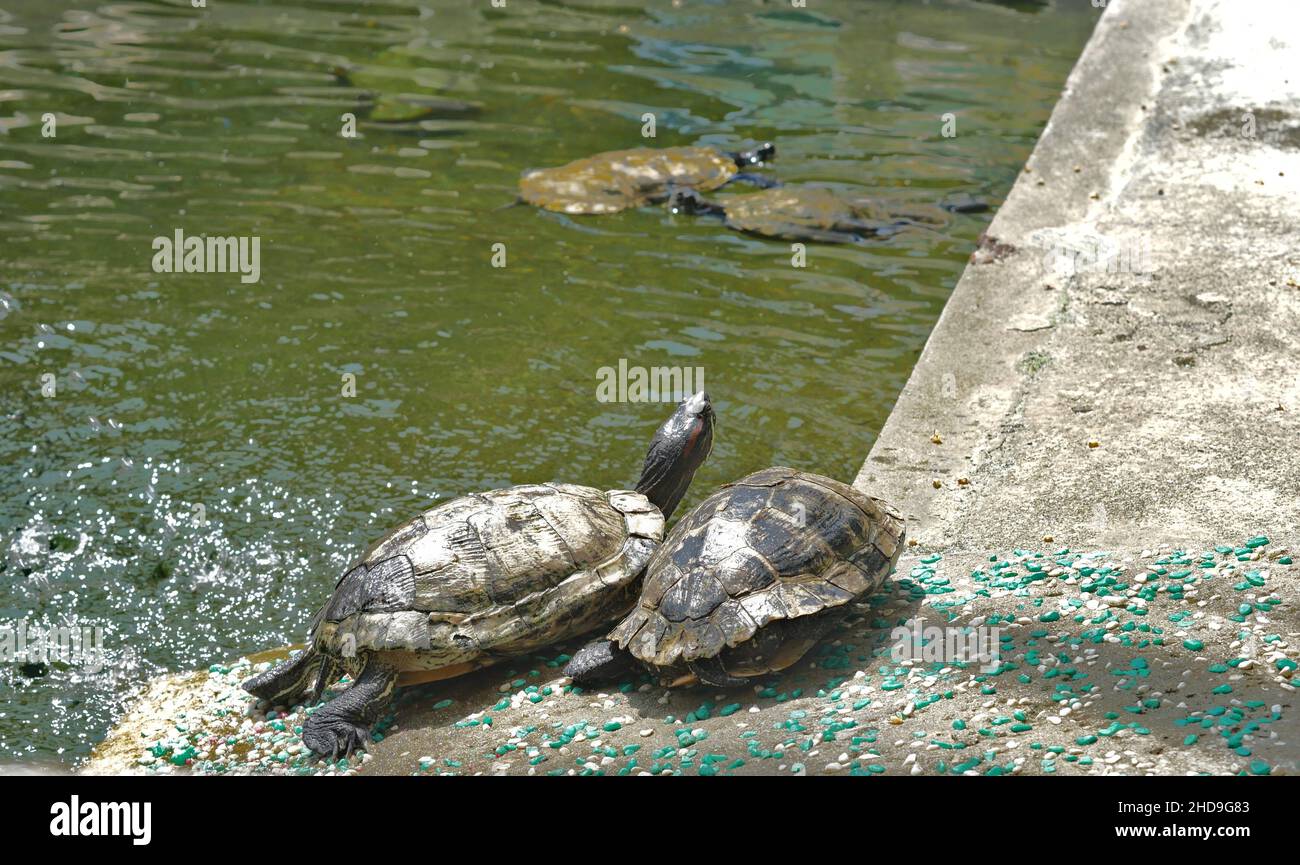 Selective of a Mauremys turtle couple near the pond Stock Photo - Alamy