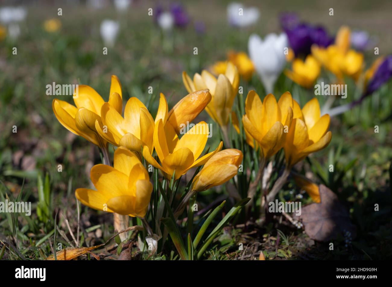 First spring flowers, blossom of yellow crocusses in forest Stock Photo ...