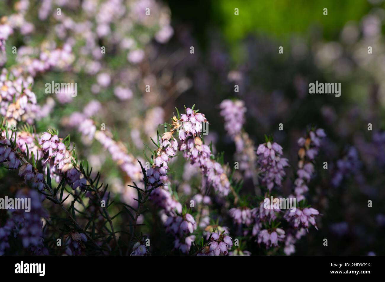 Blossom of light purple heather plants in spring garden close up Stock ...