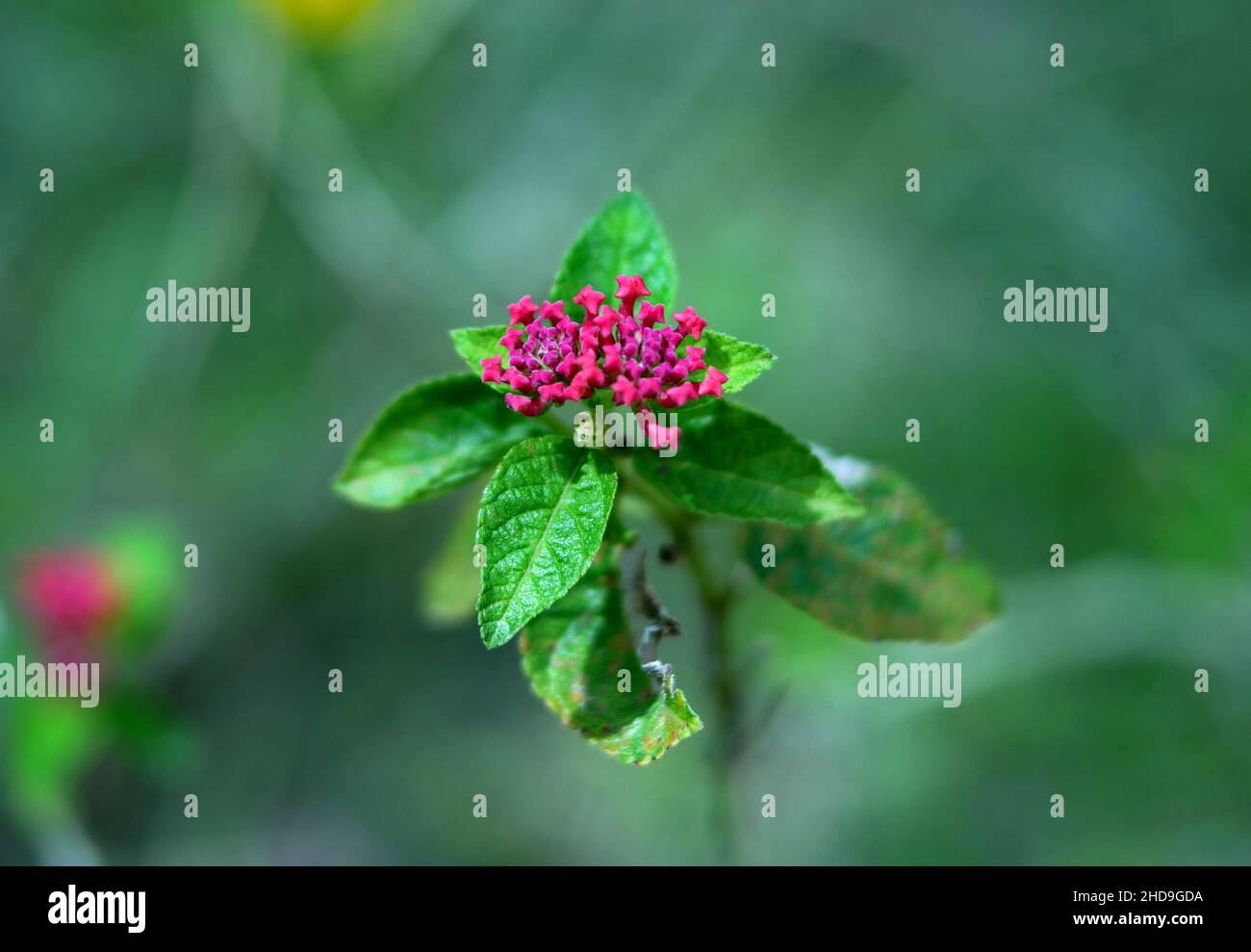 Tiny star hi-res stock photography and images - Alamy