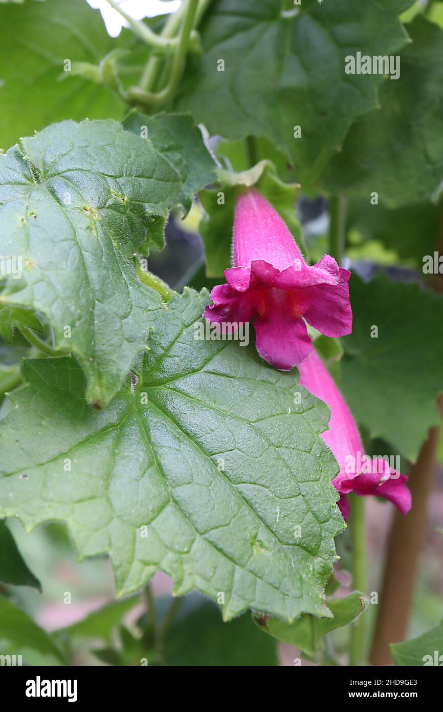 Lophospermum erubescens creeping gloxinia – deep pink trumpet-shaped ...