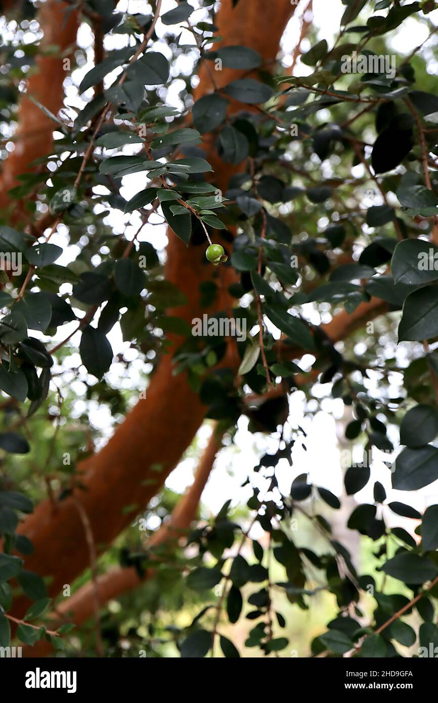 Luma apiculata hi-res stock photography and images - Alamy