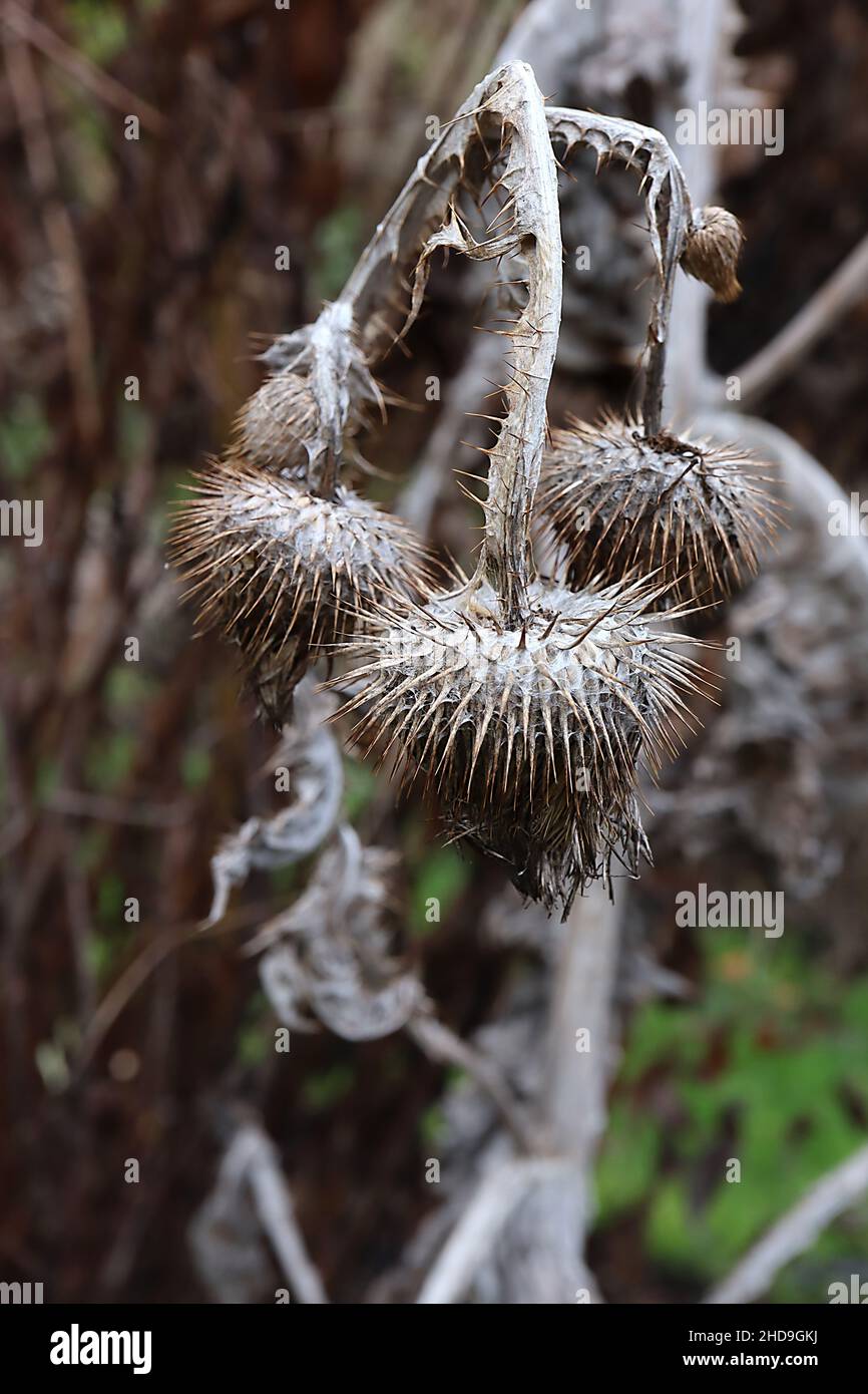 Onopordum acanthium cotton / scotch thistle – buff urn-like spiky ...