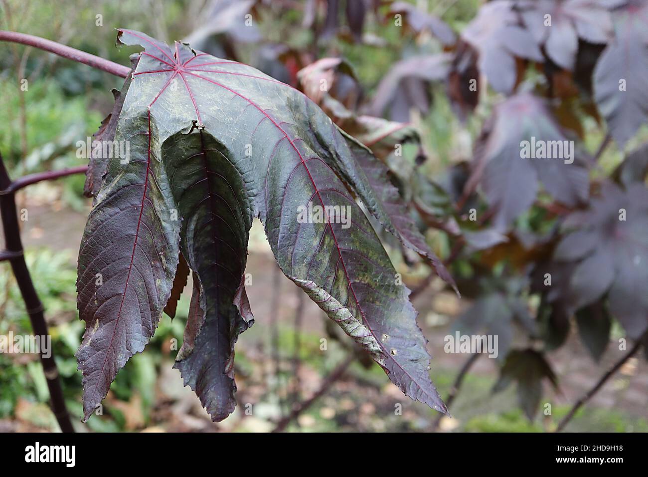 Ricinis communis ‘New Zealand Purple’ castor oil plant New Zealand ...