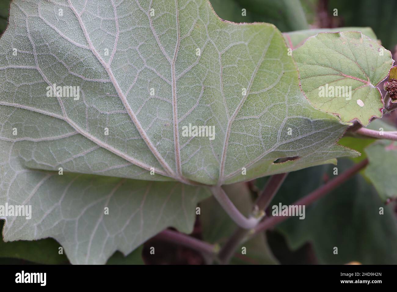 Roldana petasitis velvet groundsel – white velvety underside of large ...