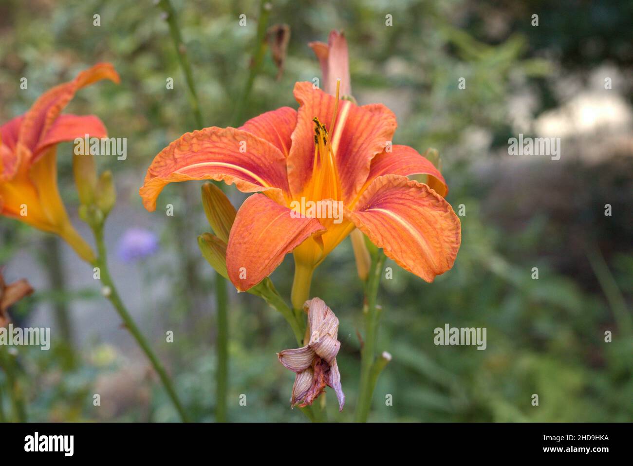 Hemerocallis Fulva High Resolution Stock Photography and Images - Alamy
