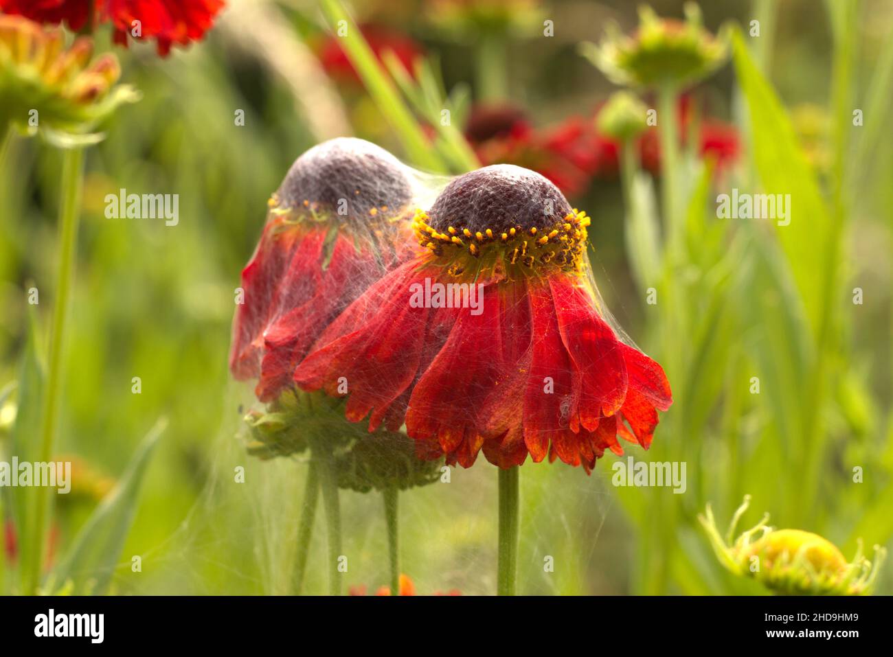 Morheim beauty hi-res stock photography and images - Alamy