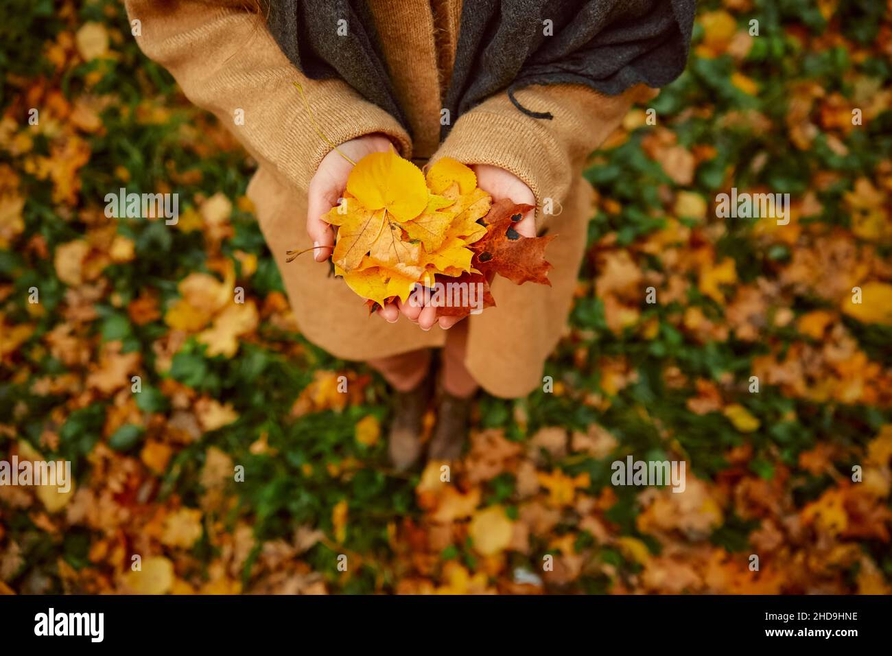 Leaves in the hand hi-res stock photography and images - Alamy