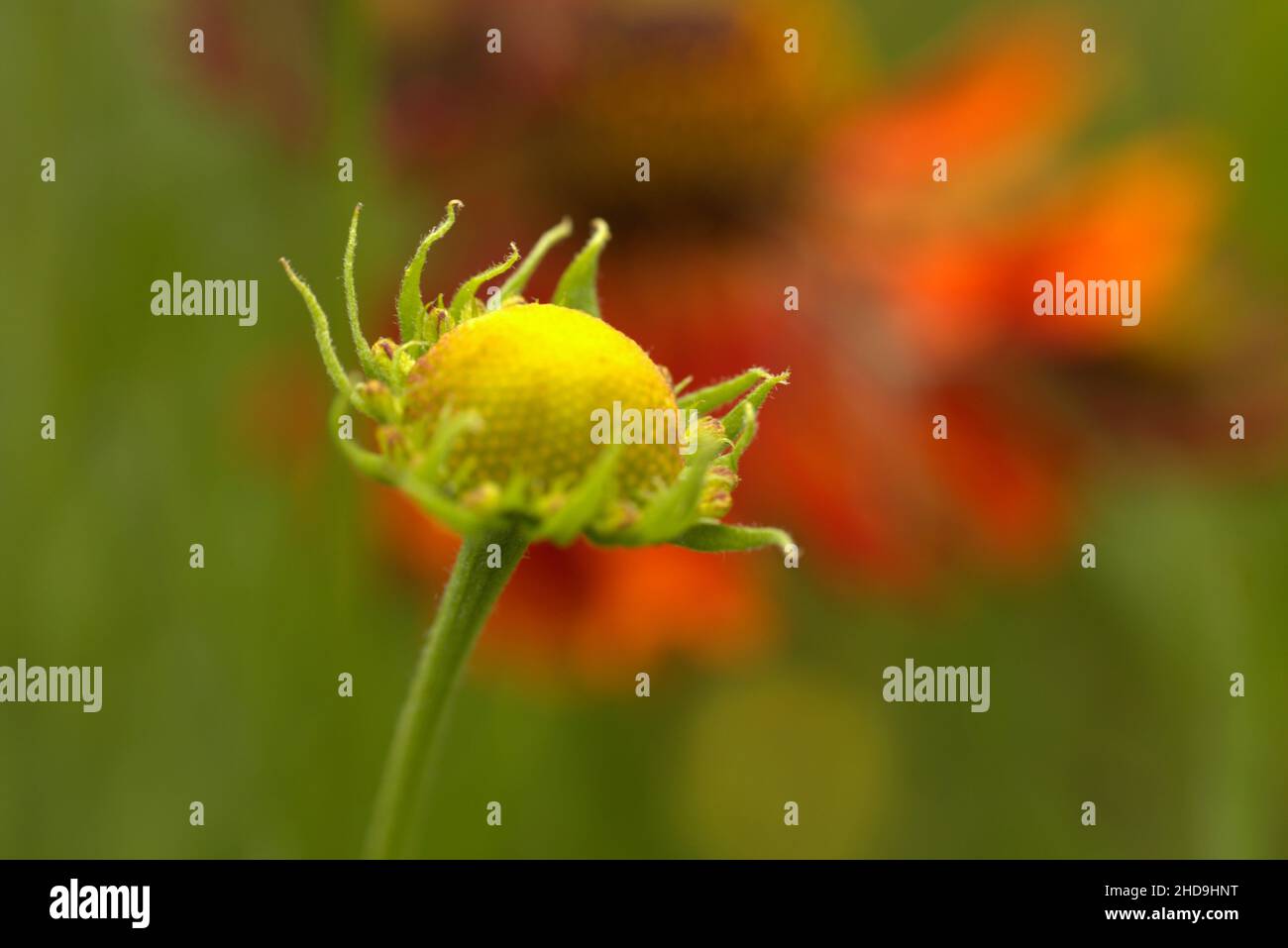 Natural World - Windblown Flower Stock Photo - Alamy