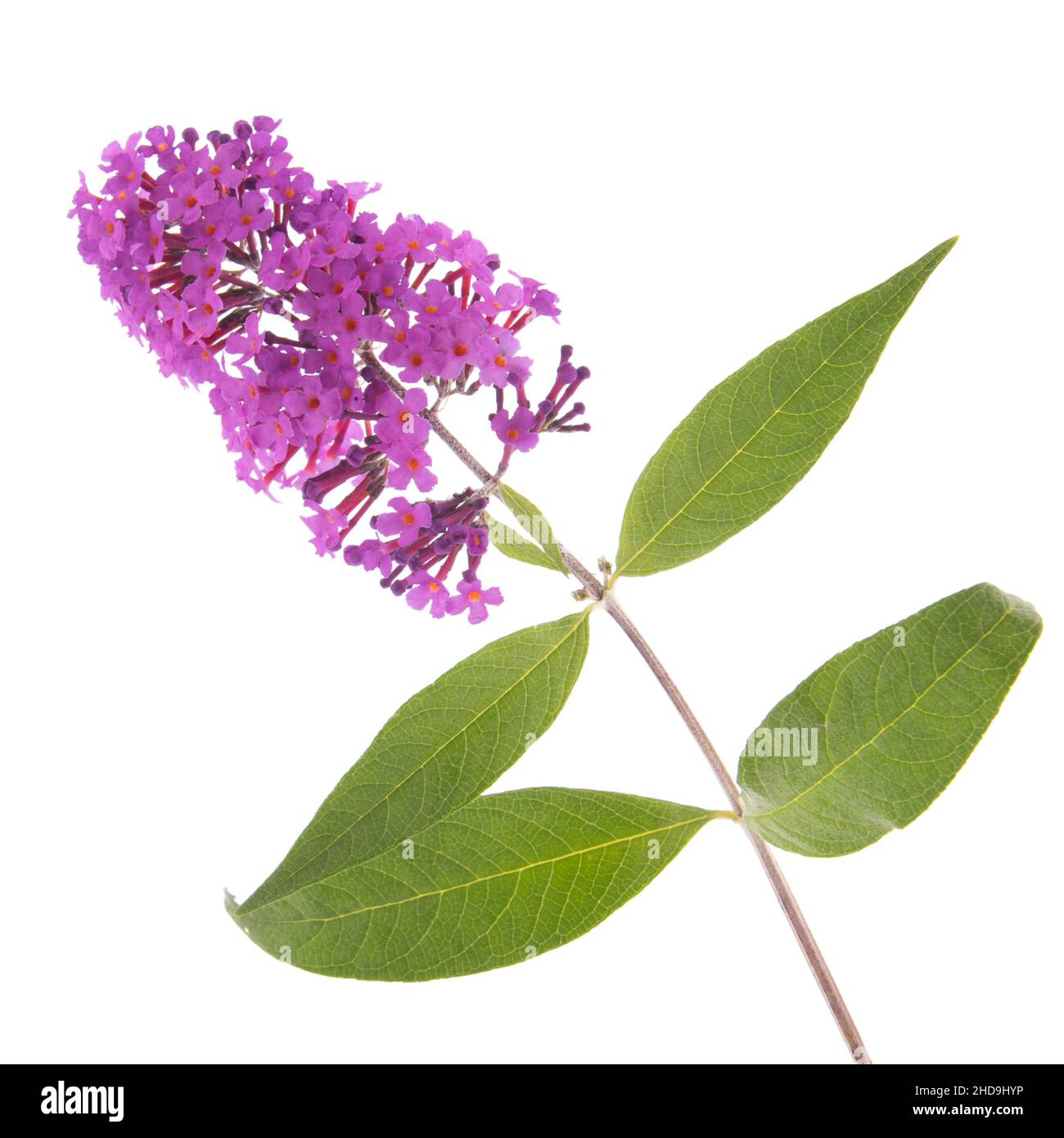 Purple butterfly bush isolated over white background Stock Photo - Alamy