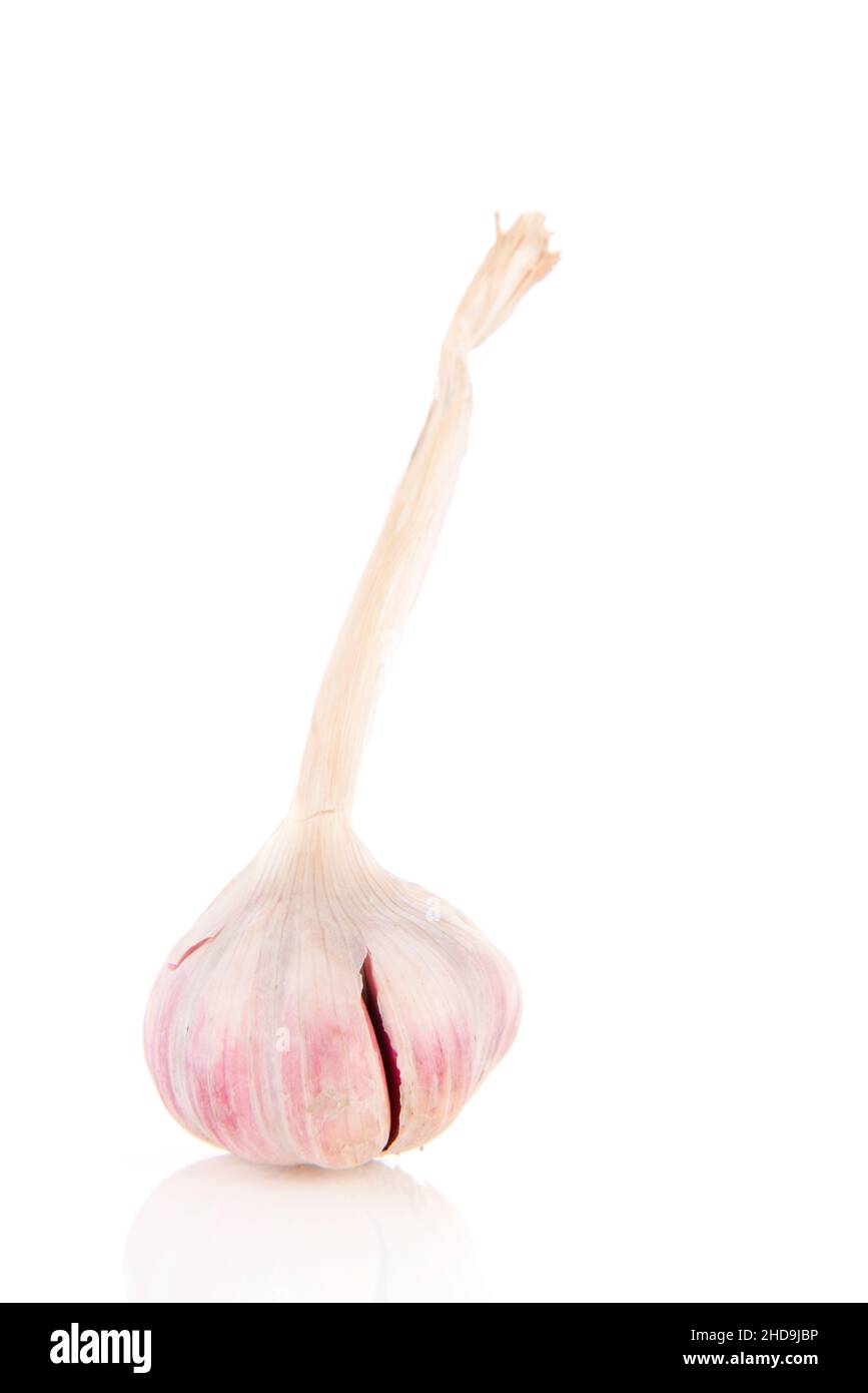Fresh garlic bulb isolated over white background Stock Photo - Alamy
