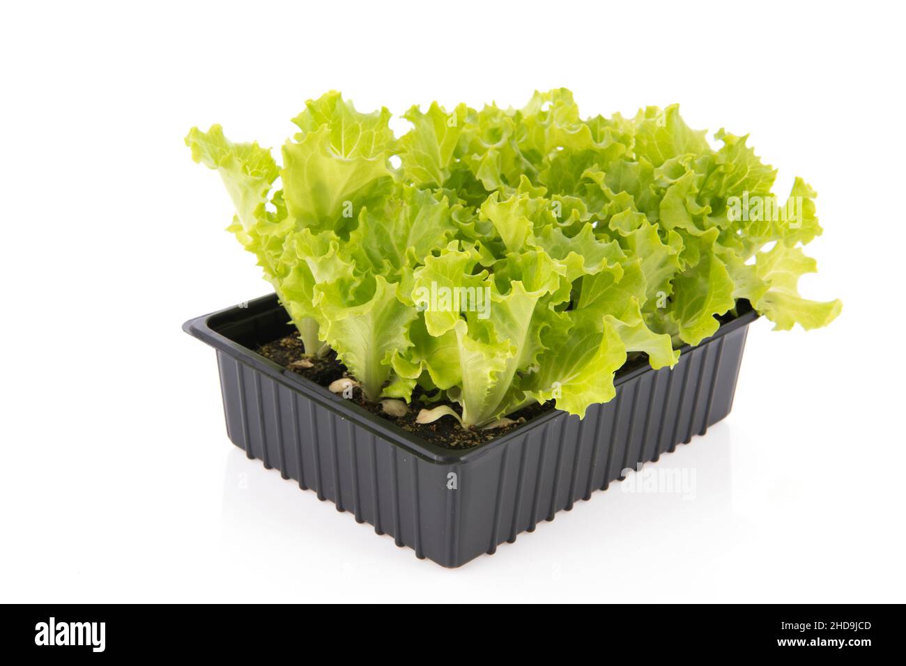 Tray new lettuce plants for the vegetable garden isolated over white ...