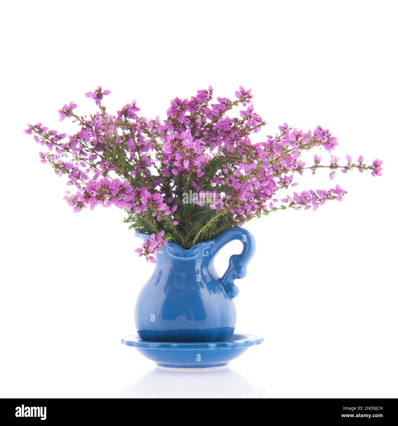 Purple heath flowers isolated over white background Stock Photo - Alamy