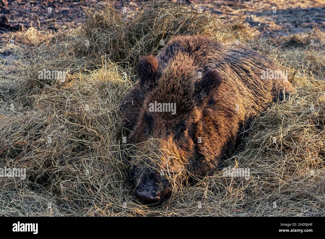 Stressed wildlife hi-res stock photography and images - Alamy